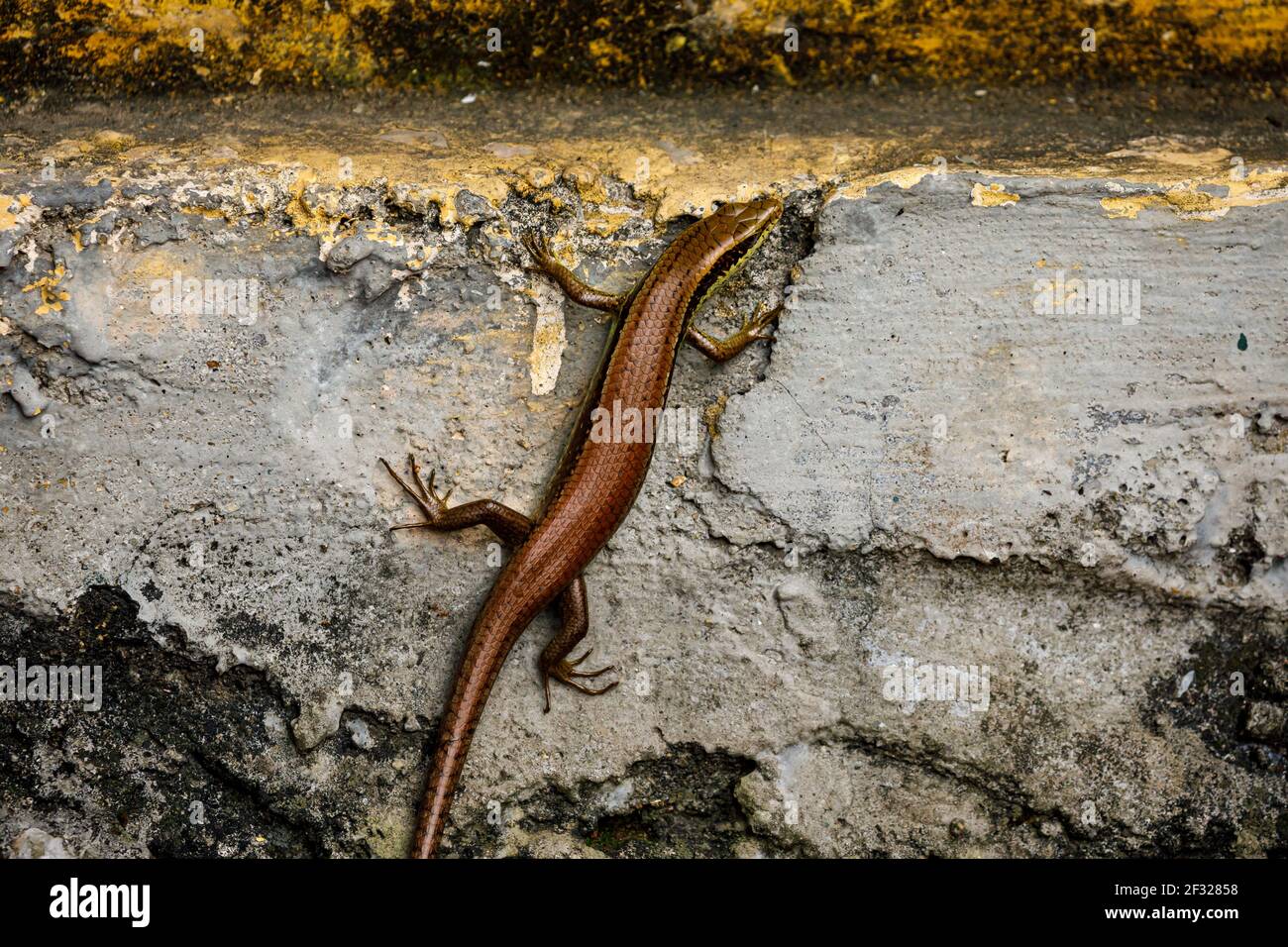 A lizard on a stone Stock Photo - Alamy