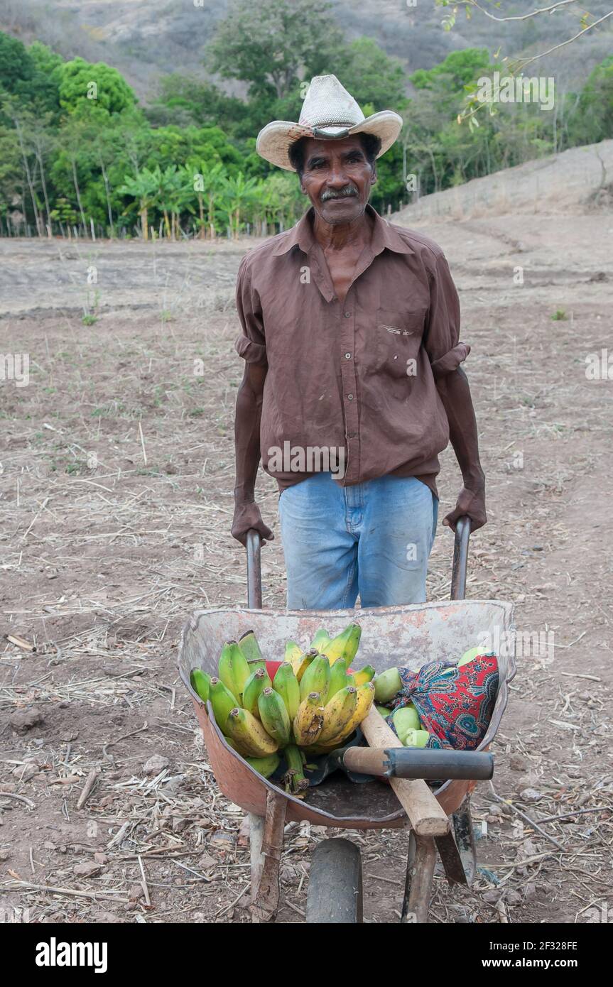 Rivas, Nicaragua. 07-15-2016. A farmer collected bananas bringing them ...