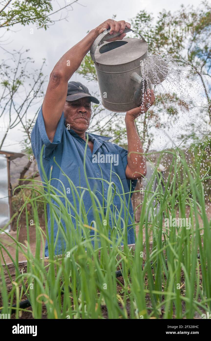 Rivas, Nicaragua. 07-15-2016. A farmer is watering vegetables planted ...