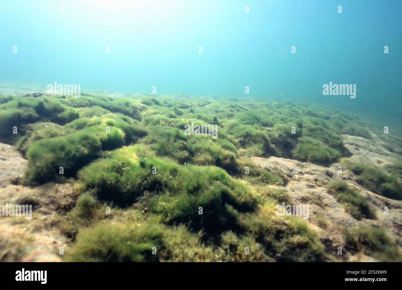 Algae River Underwater High Resolution Stock Photography and Images - Alamy