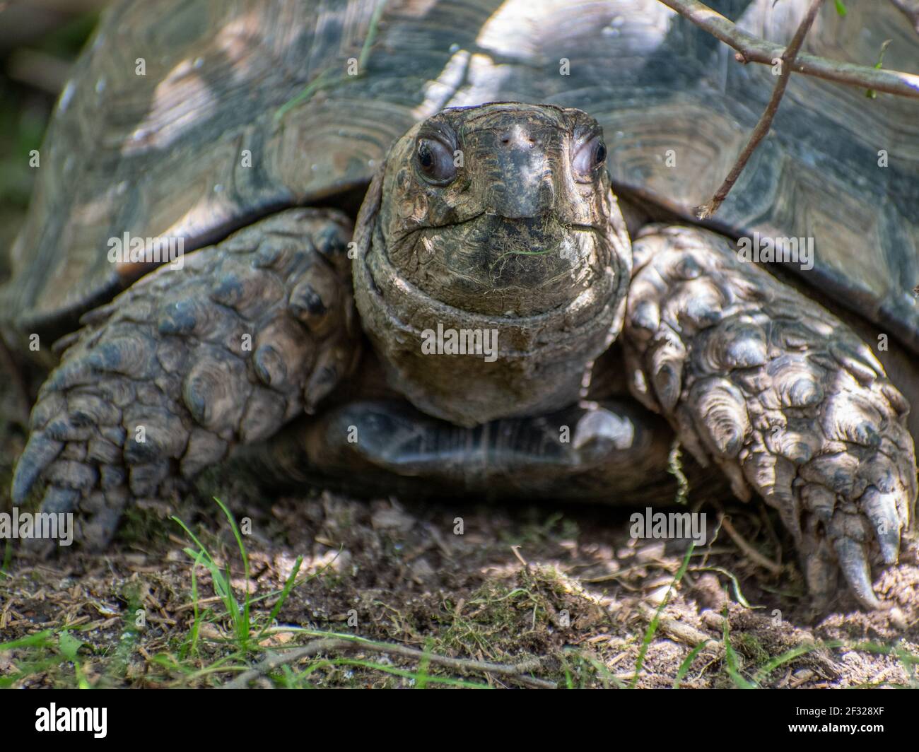 Old habitat hi-res stock photography and images - Alamy