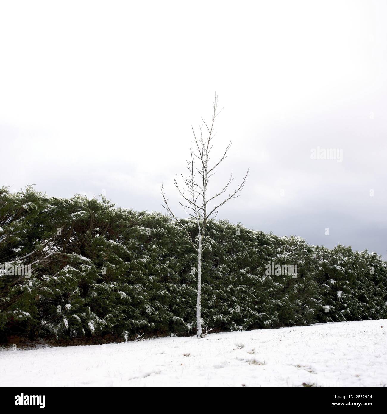 A small tree in a snowy park with green bushes Stock Photo - Alamy