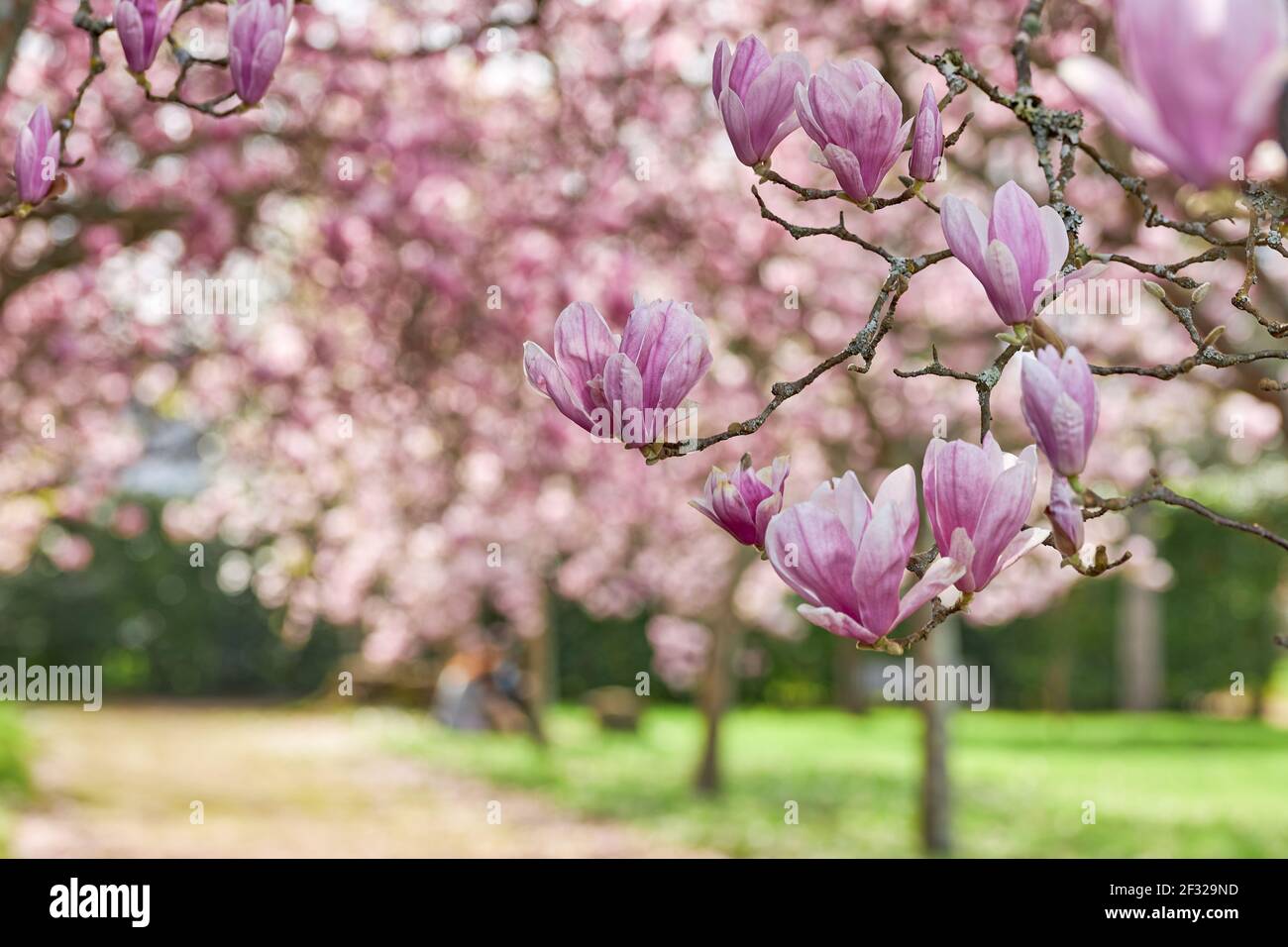 Chinese magnolia tree hi-res stock photography and images - Alamy