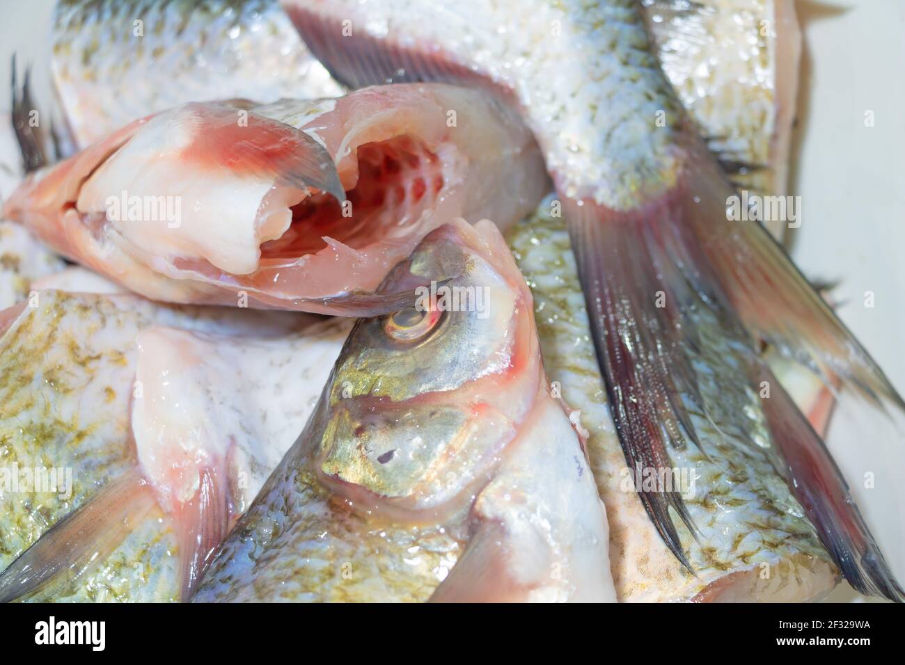 Process cutting fresh sea hi-res stock photography and images - Alamy