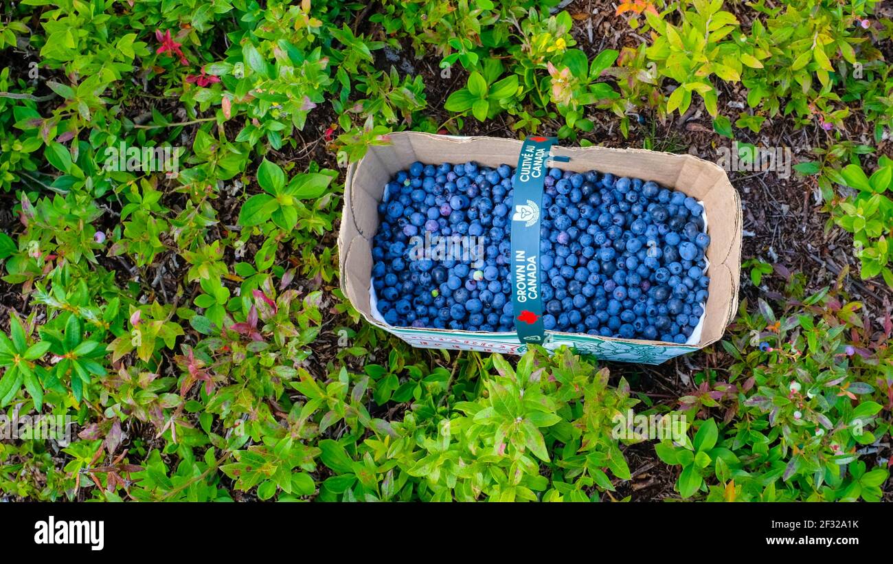 Wild blueberries picking Canada Stock Photo - Alamy
