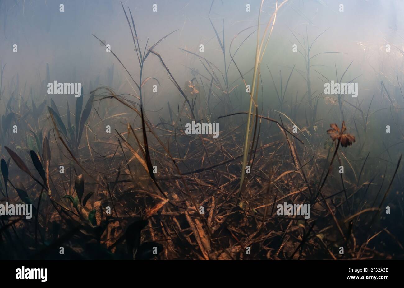Pond Plants Underwater High Resolution Stock Photography and Images - Alamy