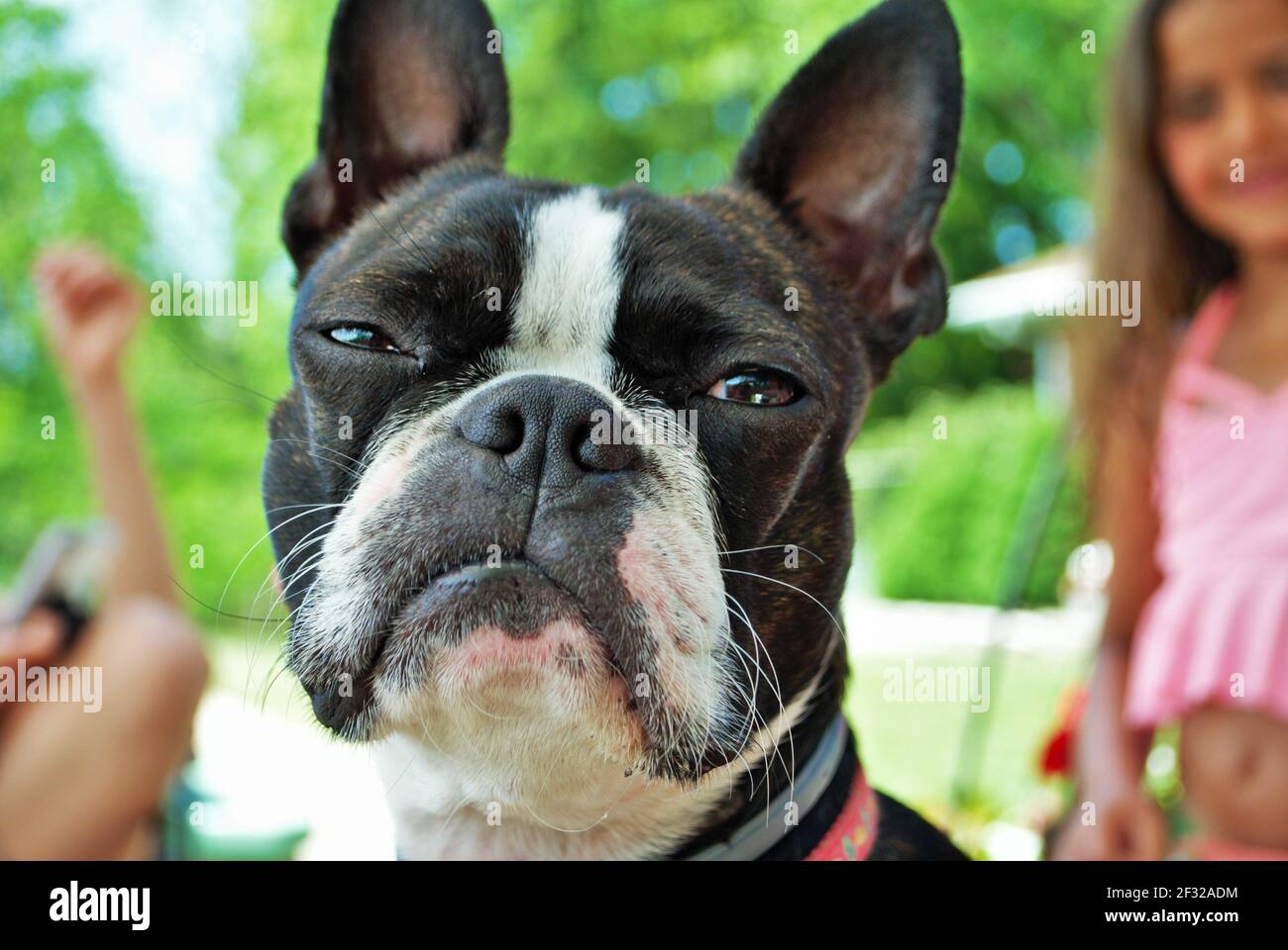Sad boston terrier hi-res stock photography and images - Alamy