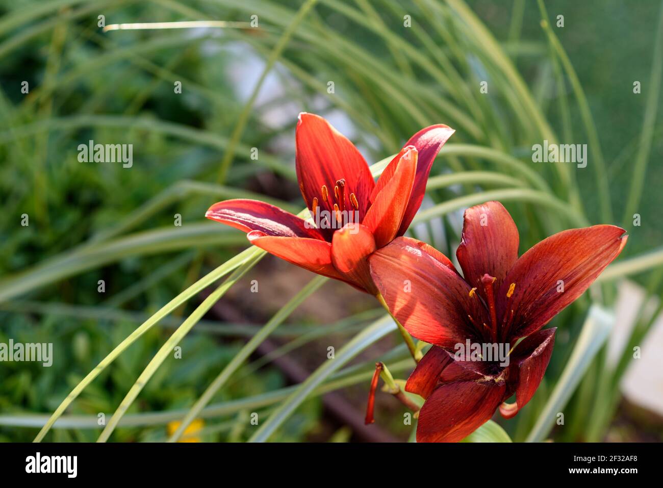 Day Lily on a summer morning showing pollen grains stuck to its petals ...