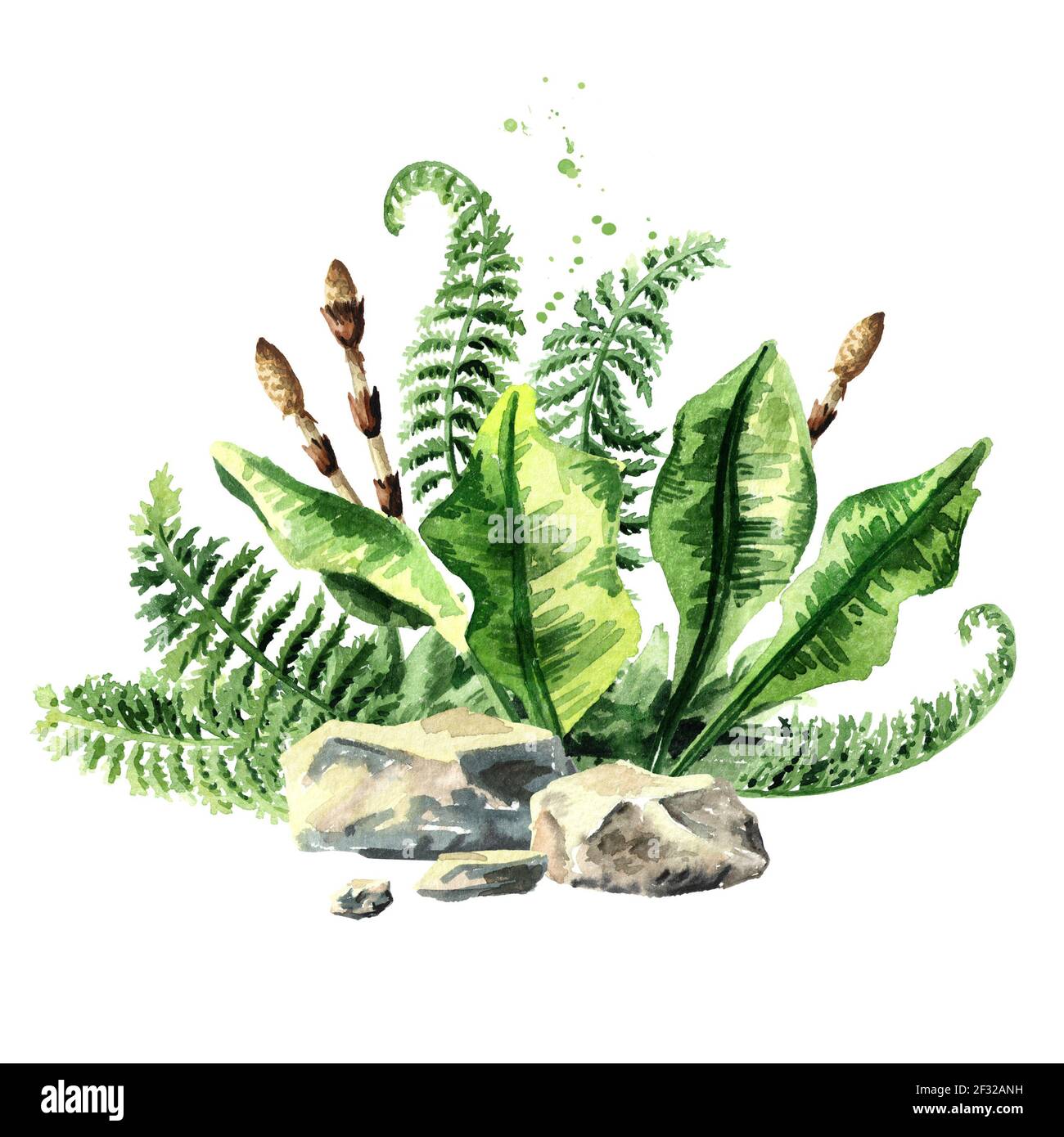 Prehistoric Plants Illustration