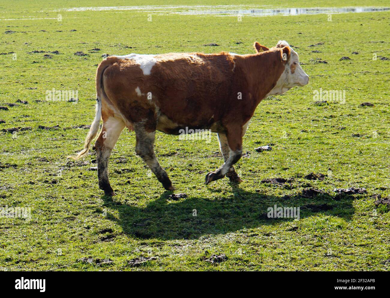 Running away from photographer hi-res stock photography and images - Alamy