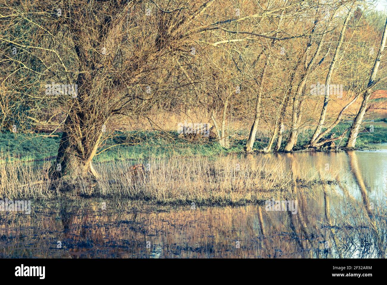 Woodland river flood to marshland hi-res stock photography and images ...