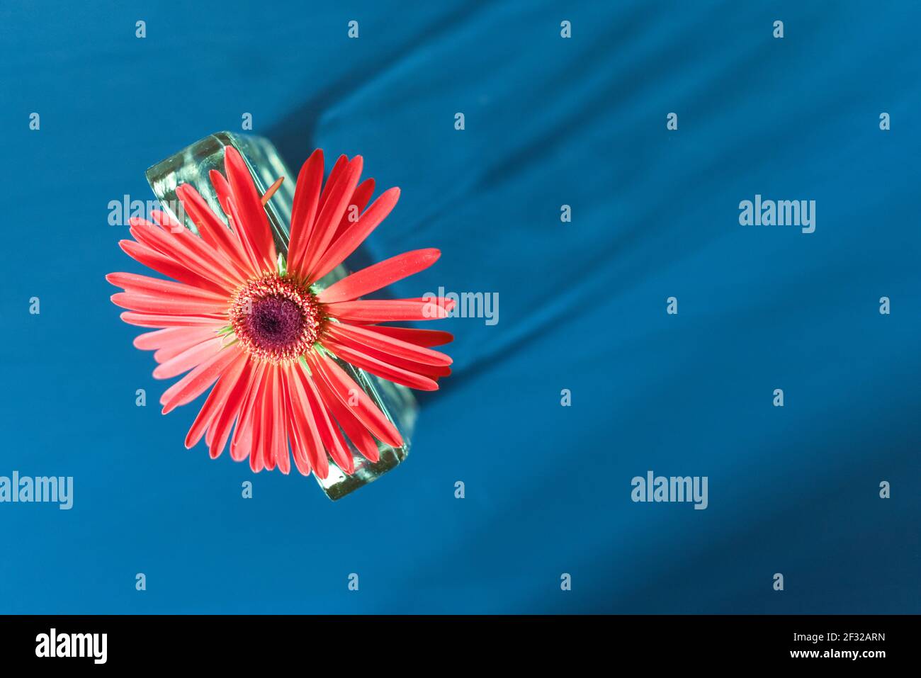 Single decorative flower in home interior in close up detail with blue ...
