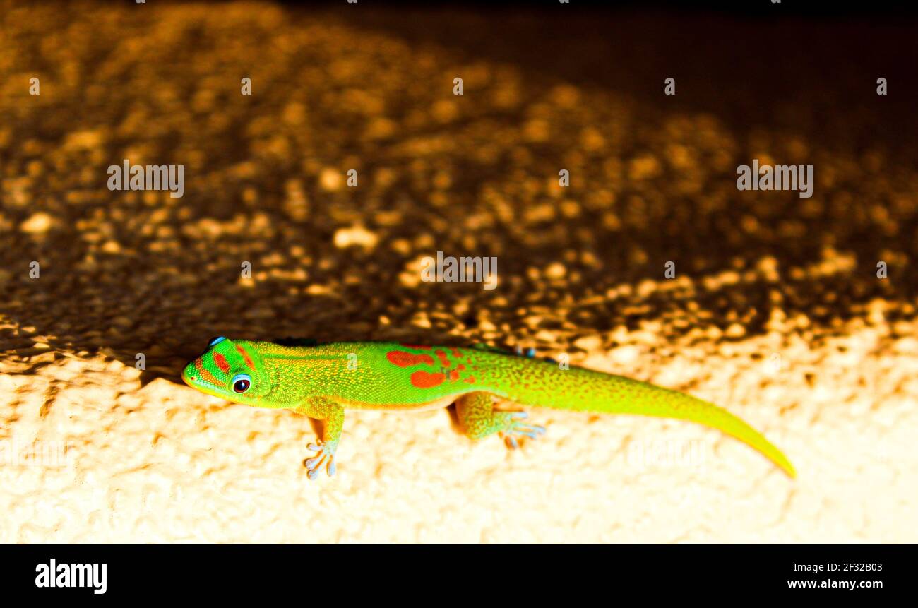Green gecko with red spots hi-res stock photography and images - Alamy