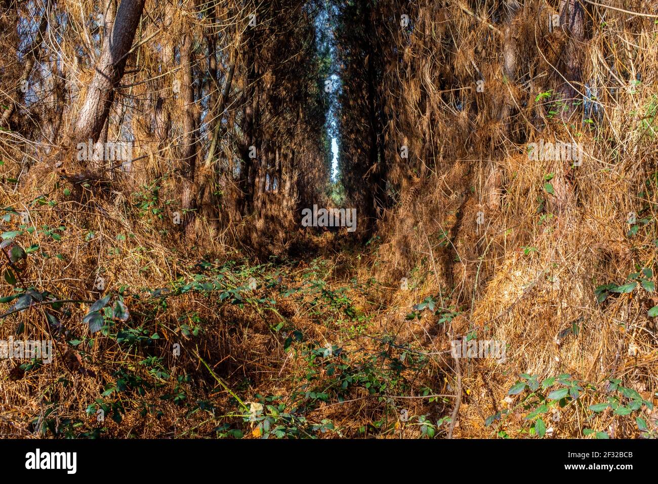 Rows of pine tree hi-res stock photography and images - Alamy