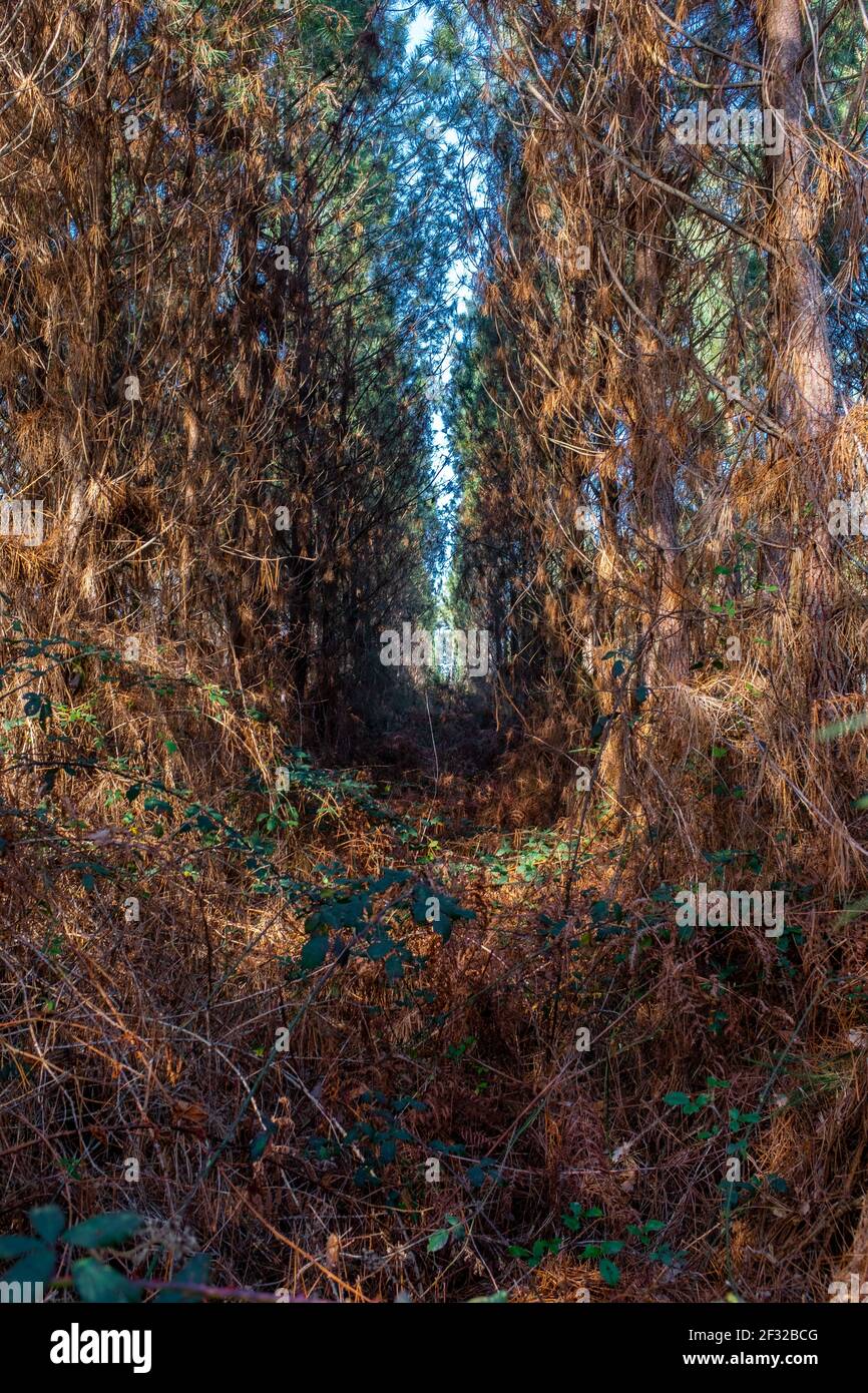 Straight rows pine trees hi-res stock photography and images - Alamy