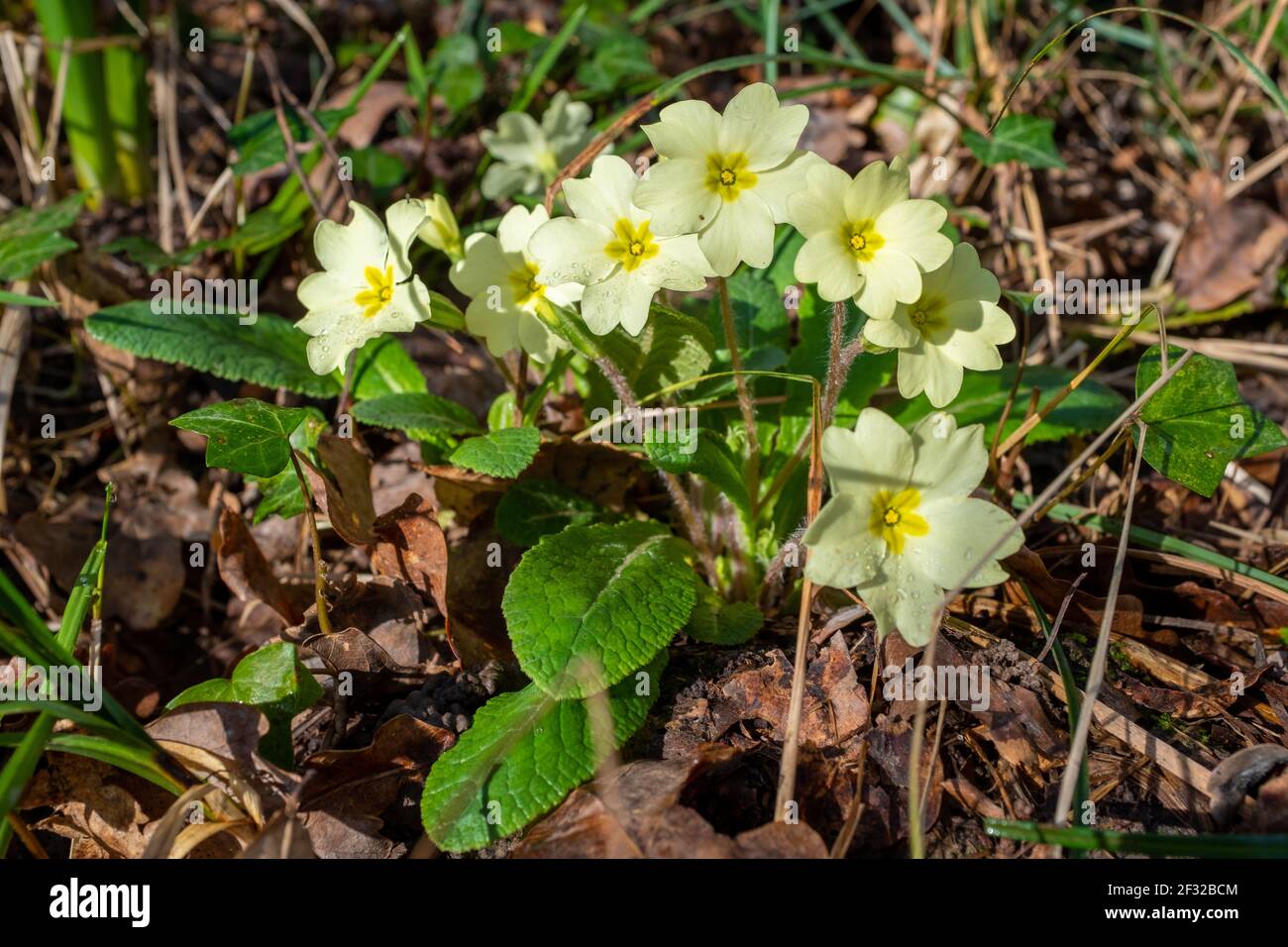 Forest primrose hi-res stock photography and images - Alamy