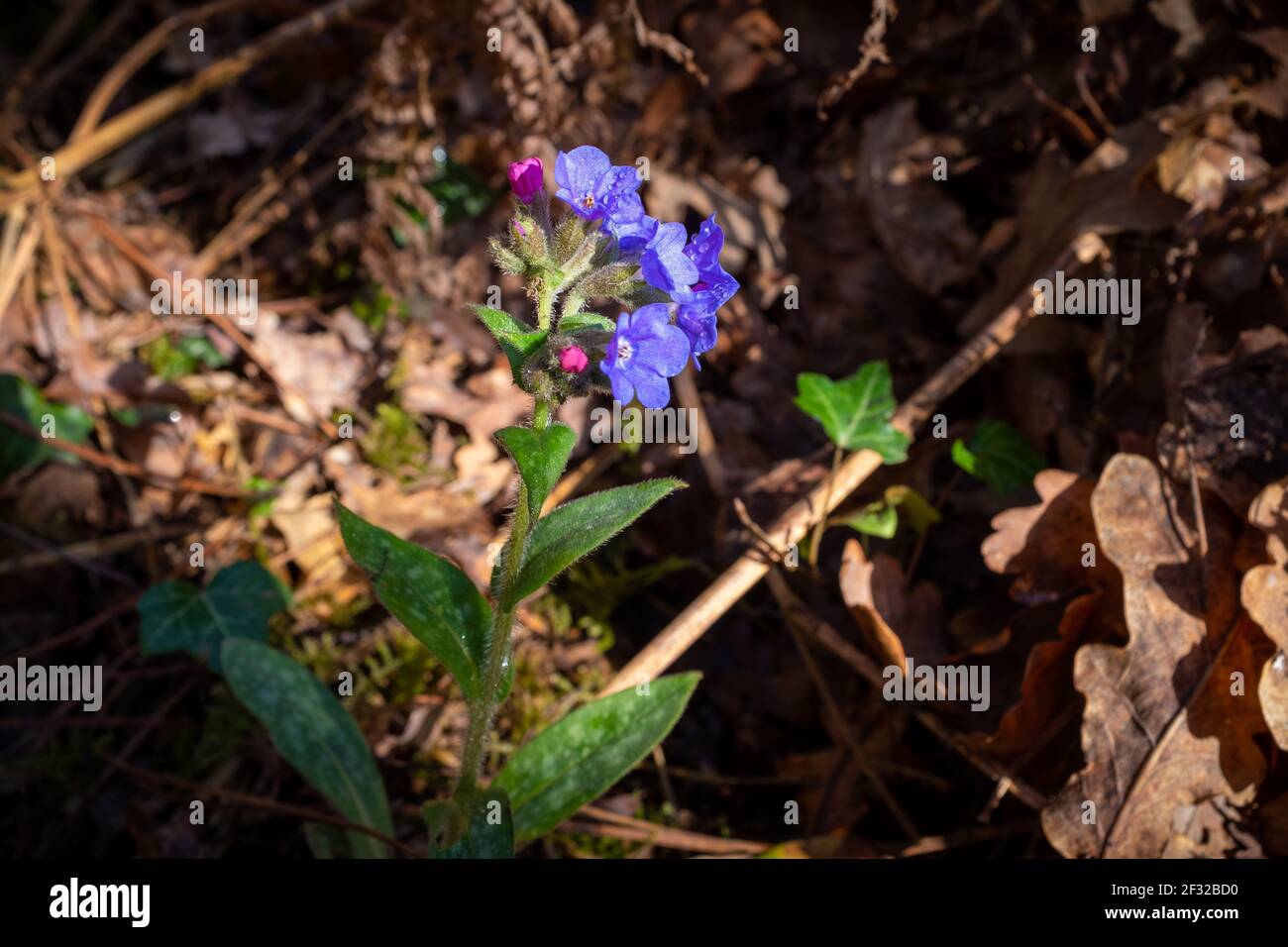 Pulmonaria lungwort blue flowers in hi-res stock photography and images ...