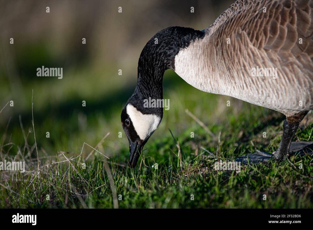 Canada goose wildlife hi-res stock photography and images - Alamy