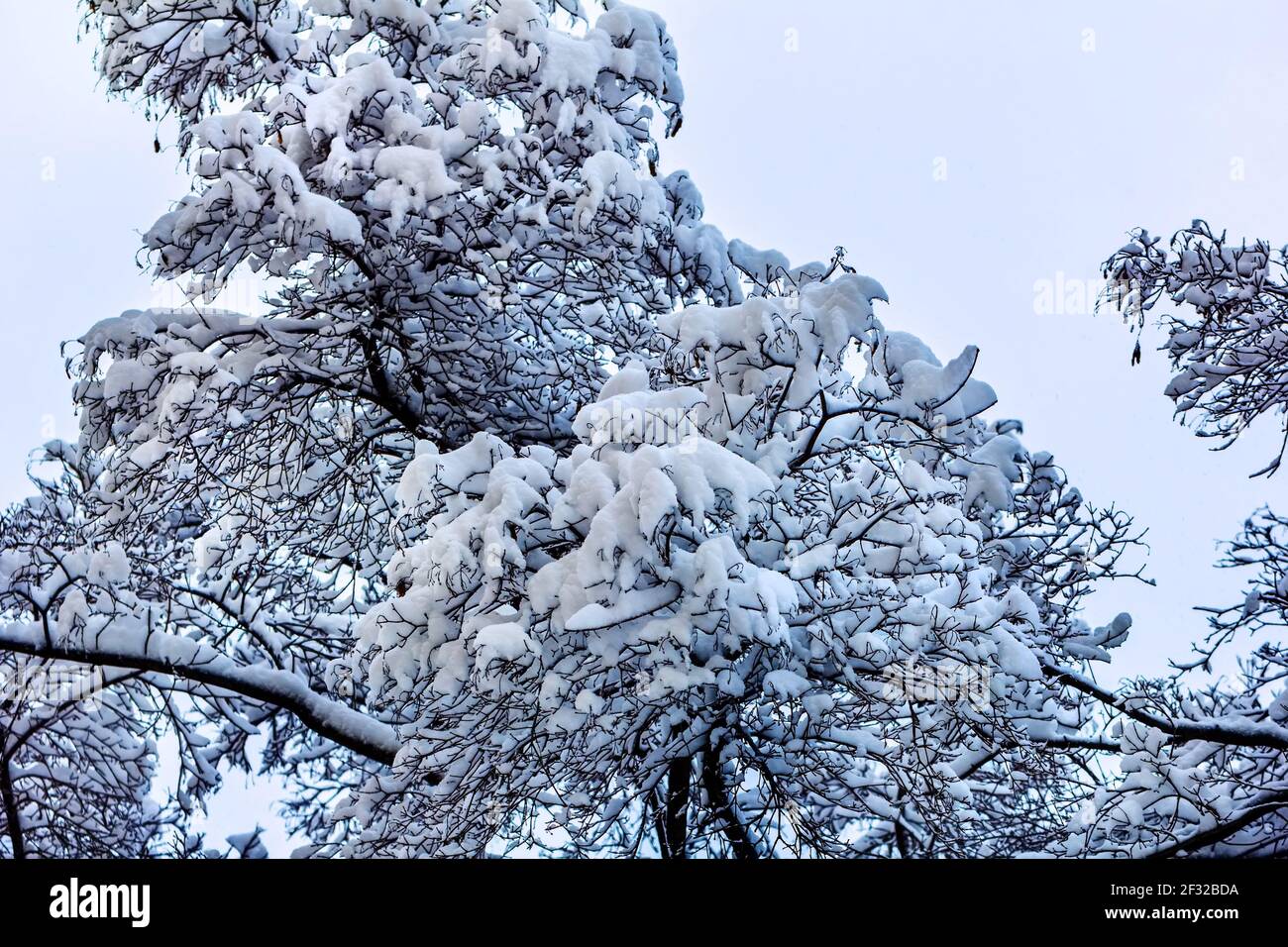 Pretty tall real trees in snow at cloudy winter day Stock Photo - Alamy