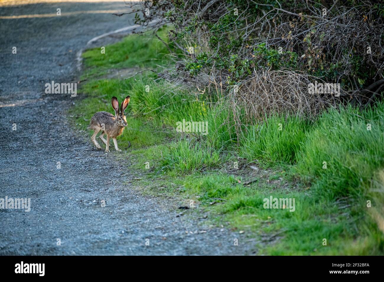 Black tailed jackrabbit hi-res stock photography and images - Alamy