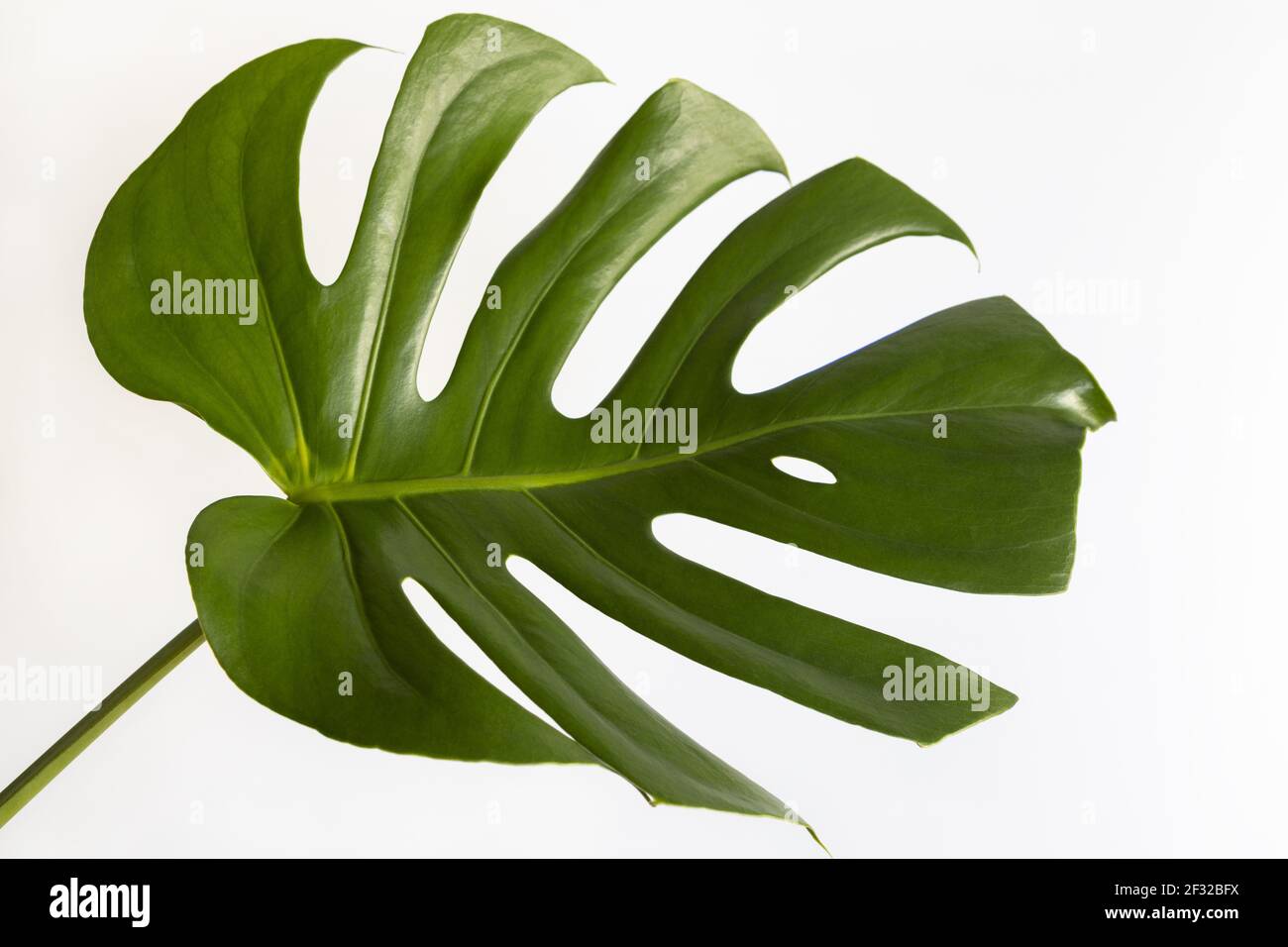 Top view of real Monstera Delicacy. Close-up of green fresh leaf on ...