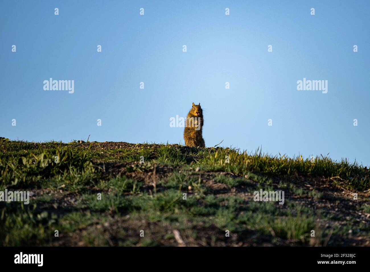 Singing rodent hi-res stock photography and images - Alamy