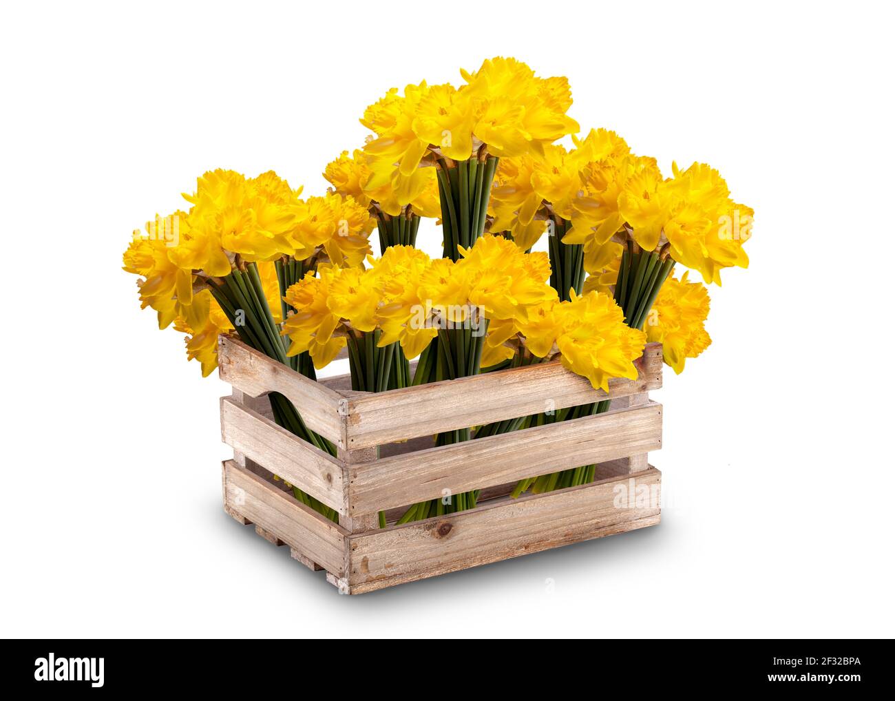 Perennial and annuals Cut Out Stock Images & Pictures - Alamy