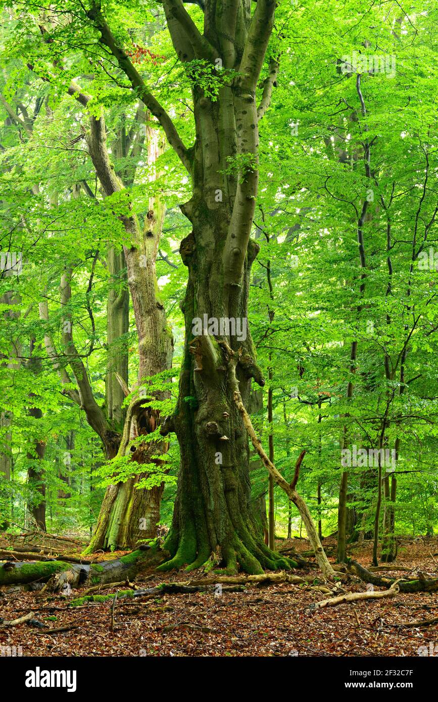 Primeval forest with huge old moss-covered beeches, primeval forest ...