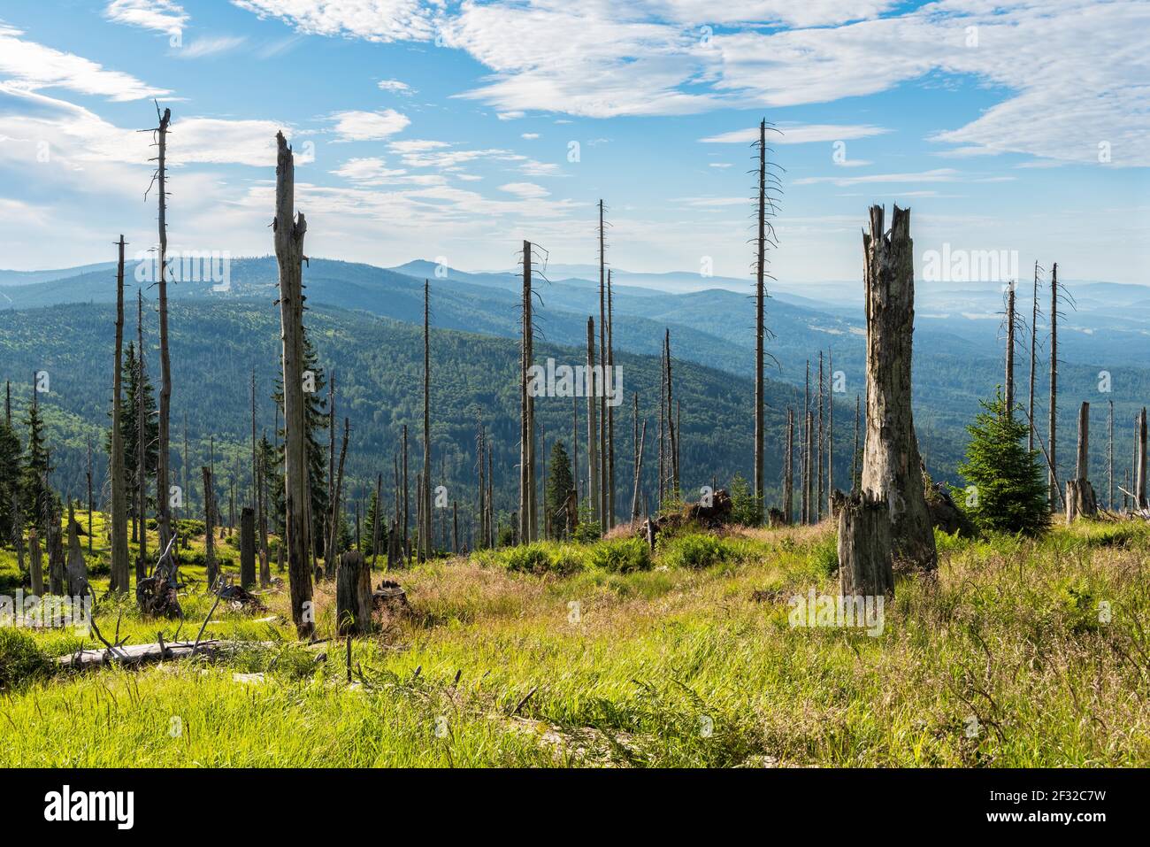 View over dead spruce forest at Grosser Rachel, Bavarian Forest ...