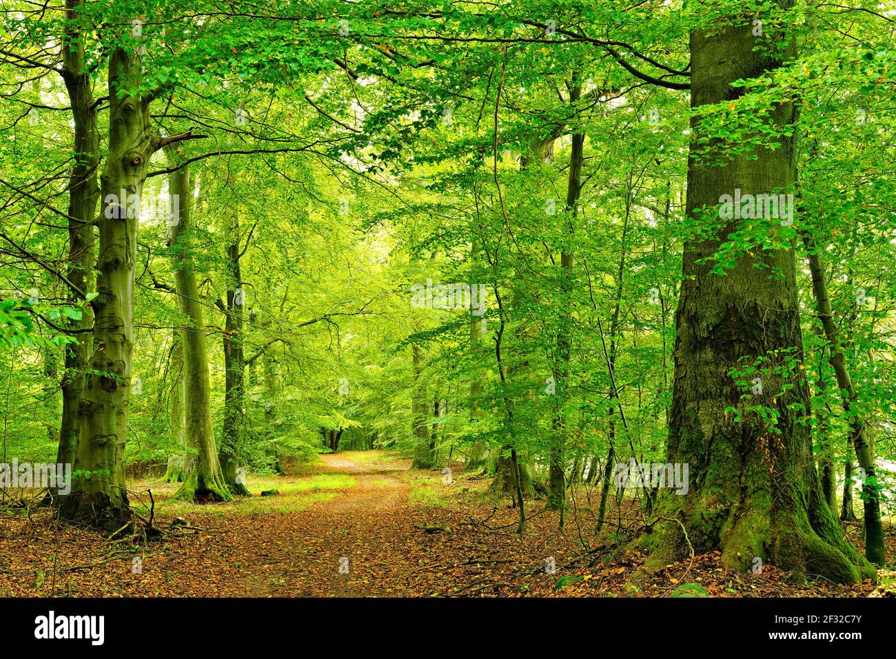 Hiking trail through green forest, large old beech trees, UNESCO World ...