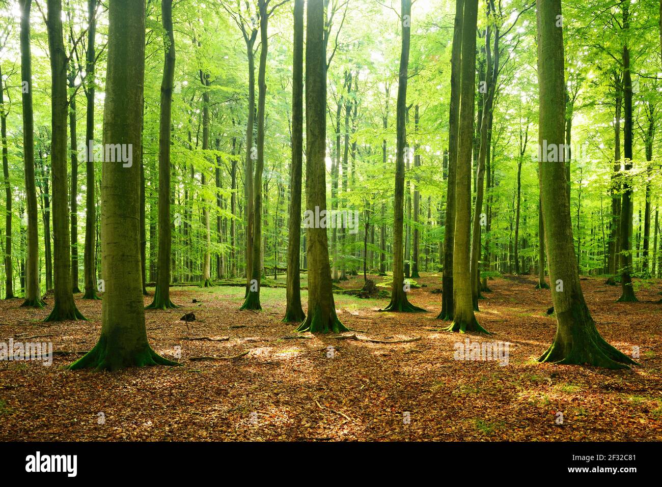 Sunny hall-like semi-natural beech forest, Stubnitz, Jasmund National ...