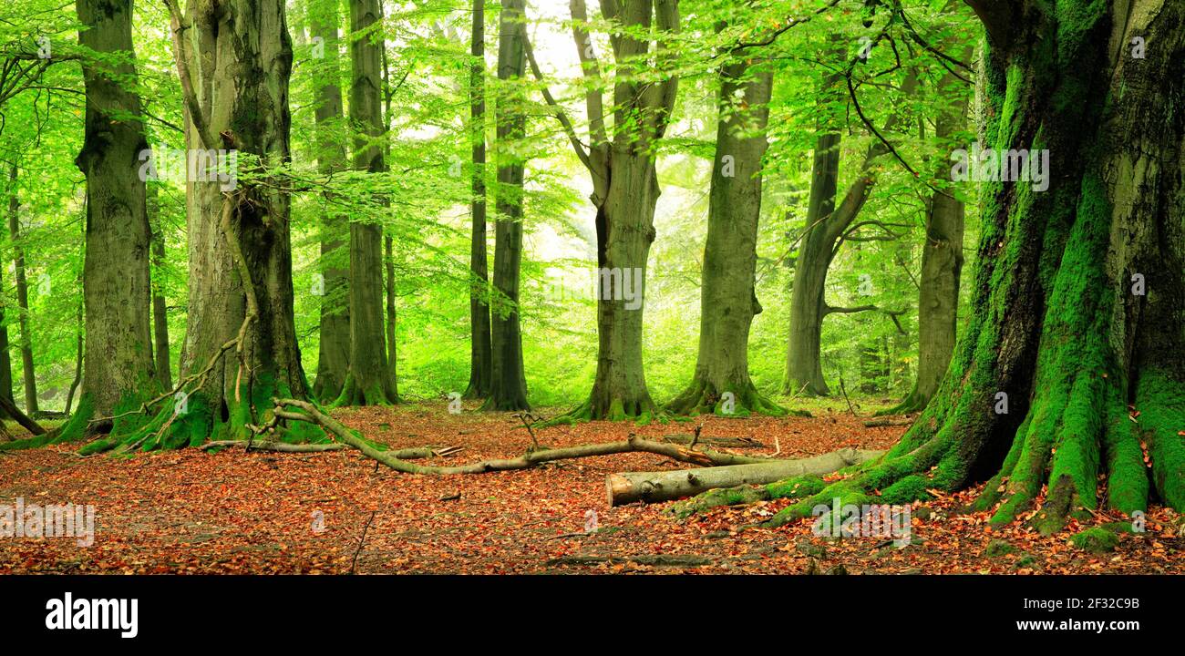 Panorama, primeval forest with huge old beeches, primeval forest ...