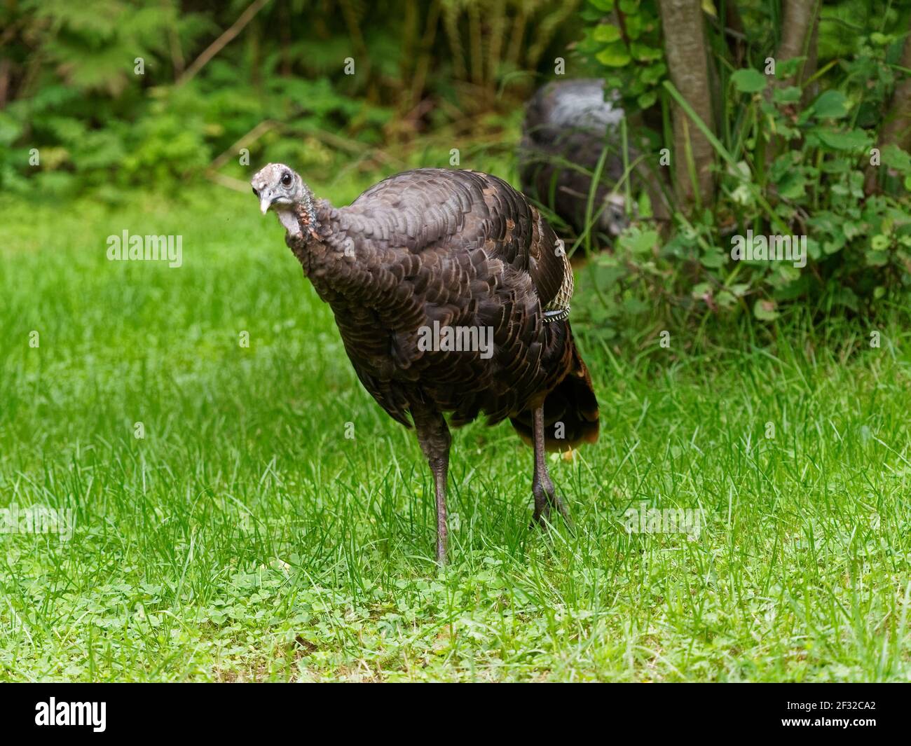 Turkeys face hi-res stock photography and images - Alamy