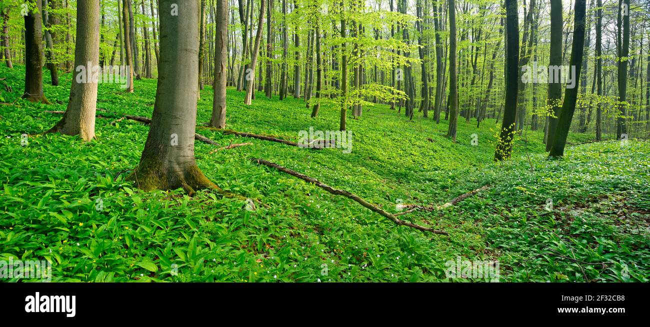 Green leaves as ground cover hi-res stock photography and images - Alamy