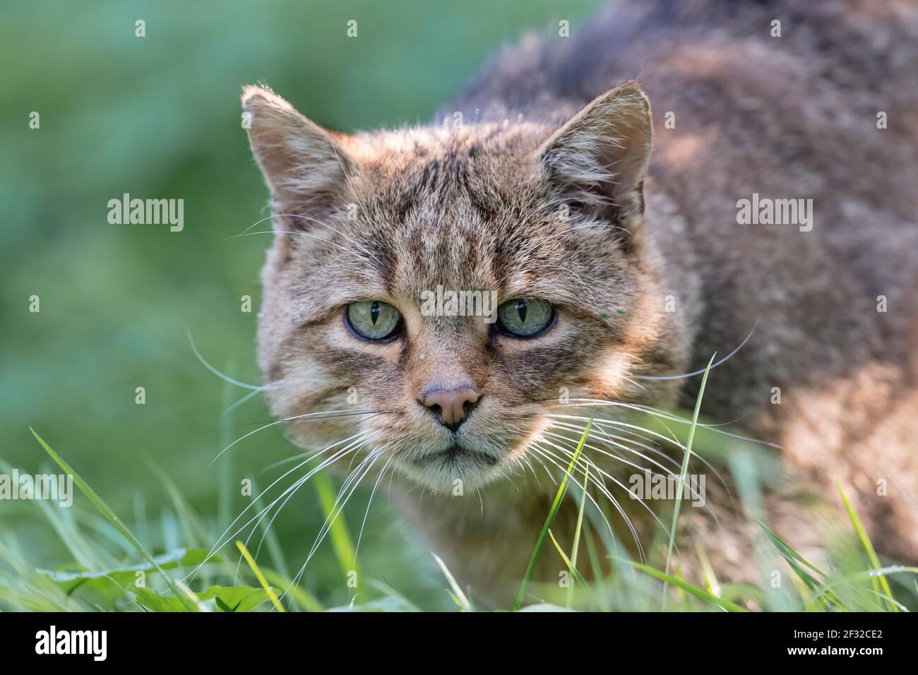 European wildcat (Felis silvestris), Crete, Greece Stock Photo - Alamy
