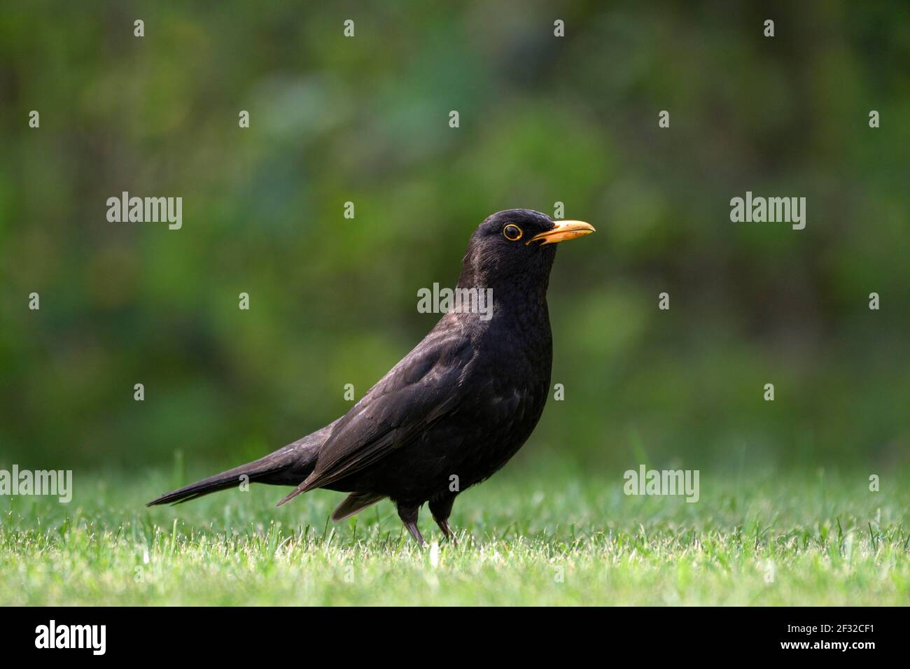 Blackbird (Turdus merula), male, April, Texel Island, North Sea, North ...