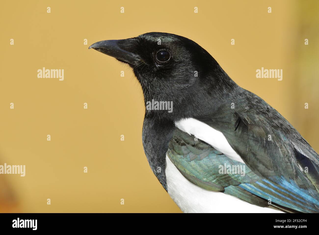 European magpie (Pica pica), animal portrait, North Rhine-Westphalia ...