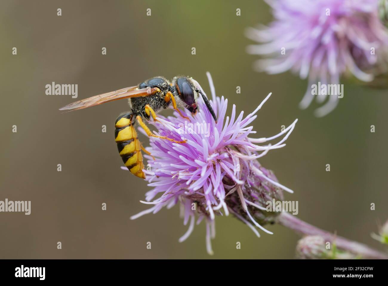 European beewolf (Philanthus triangulum), at flower, Lower Saxony ...
