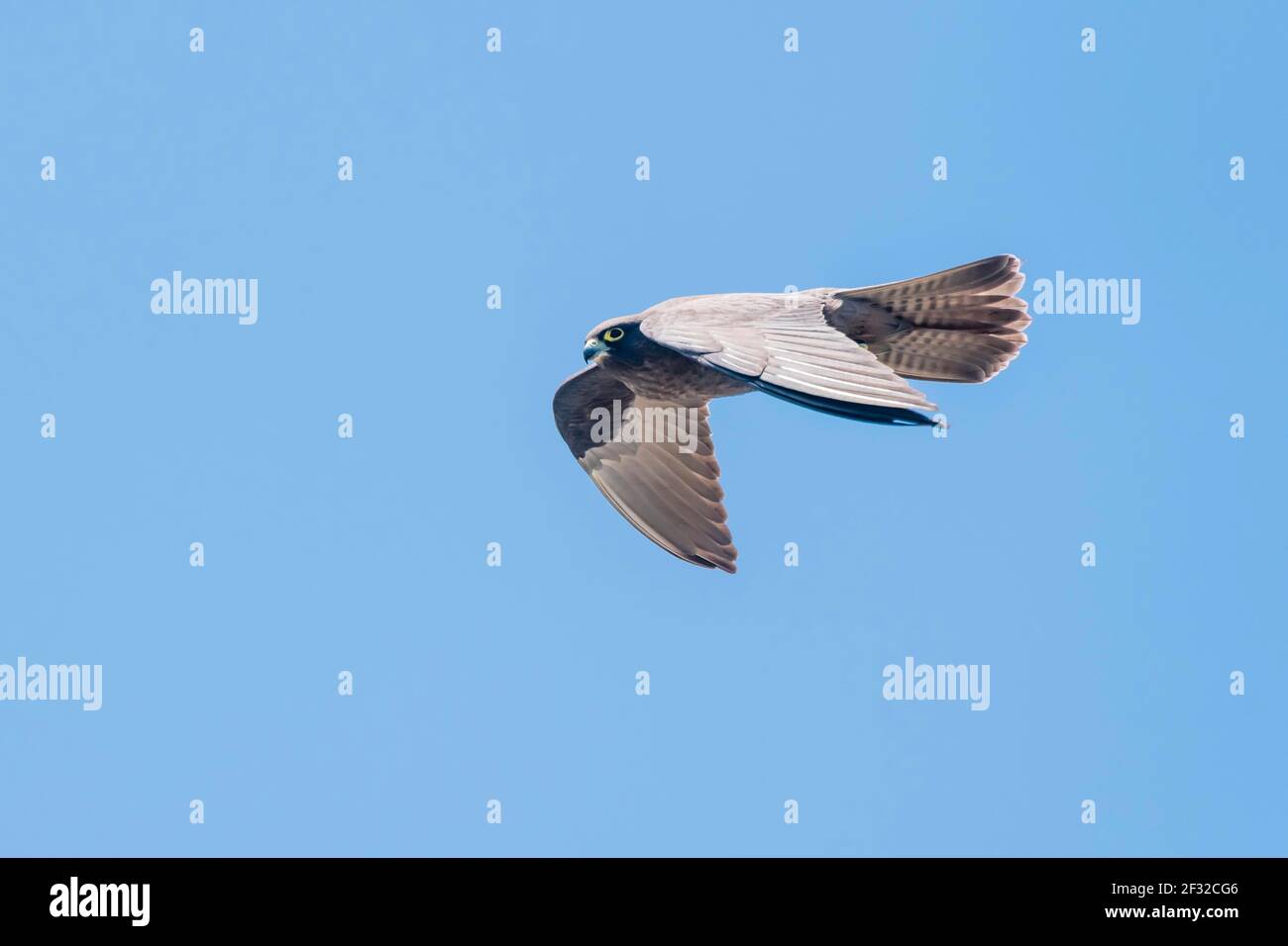 Eleonora's falcon (Falco eleonorae), in flight, Crete, Greece Stock ...