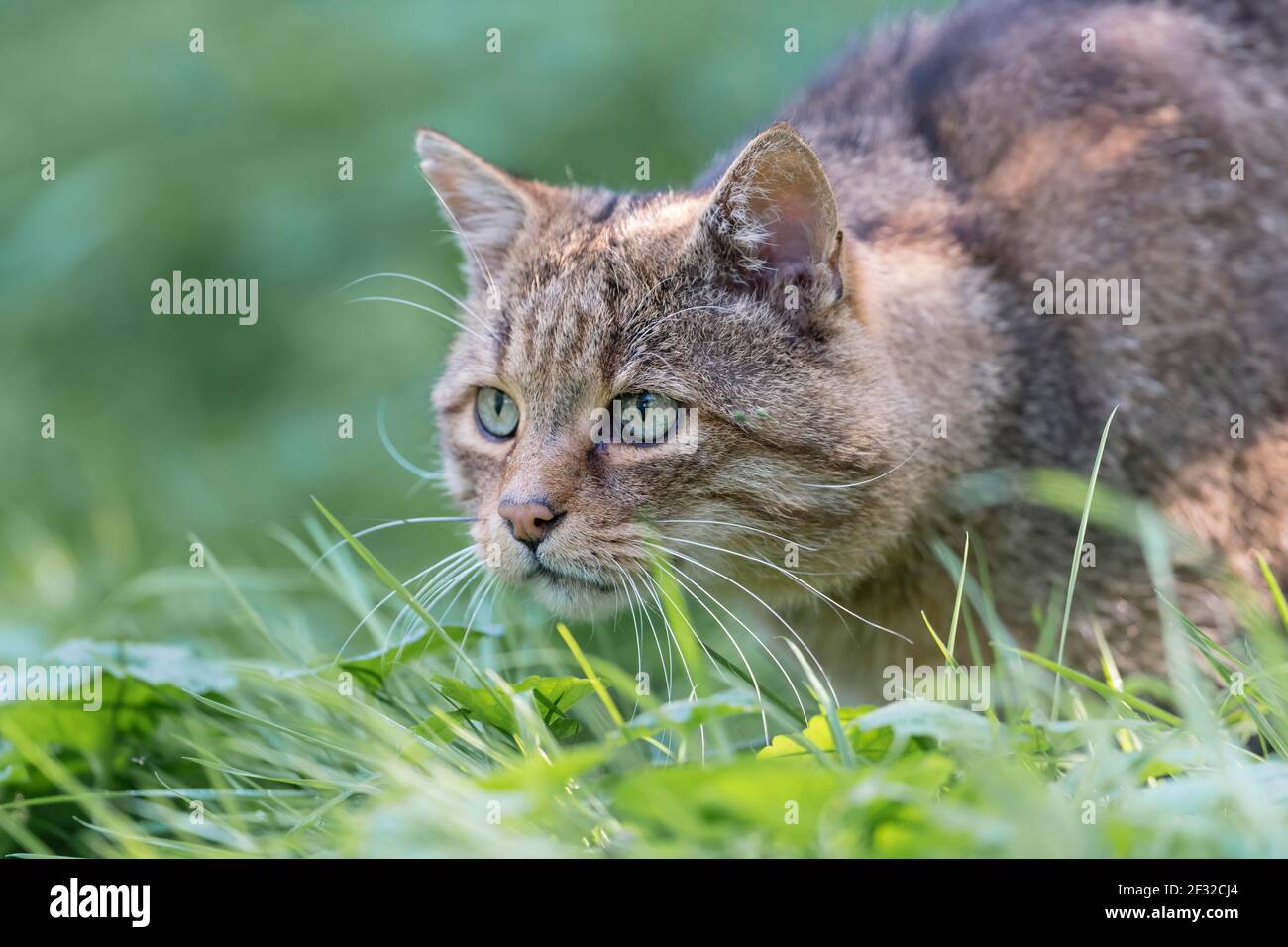European wildcat (Felis silvestris), Crete, Greece Stock Photo - Alamy