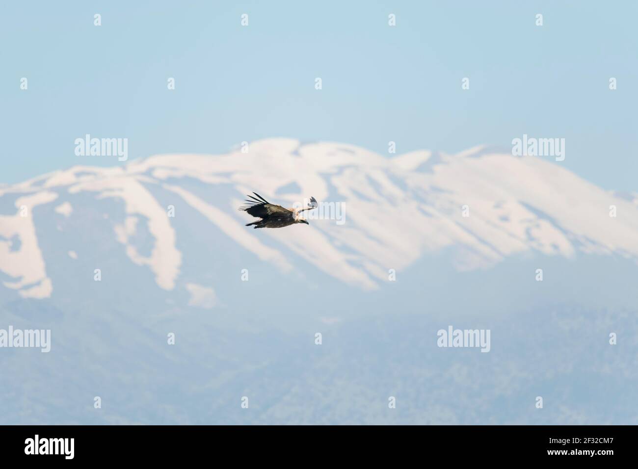 Griffon vulture (Gyps fulvus), in flight, Crete, Greece Stock Photo - Alamy