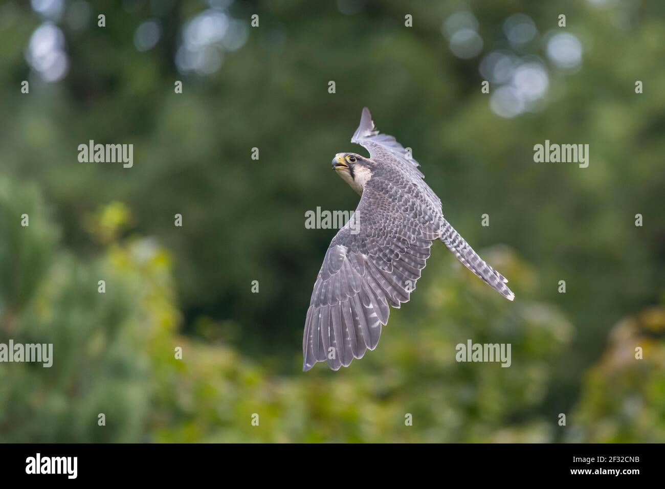 Lanner falcon (Falco biarmicus), in flight, captive, Lower Saxony ...