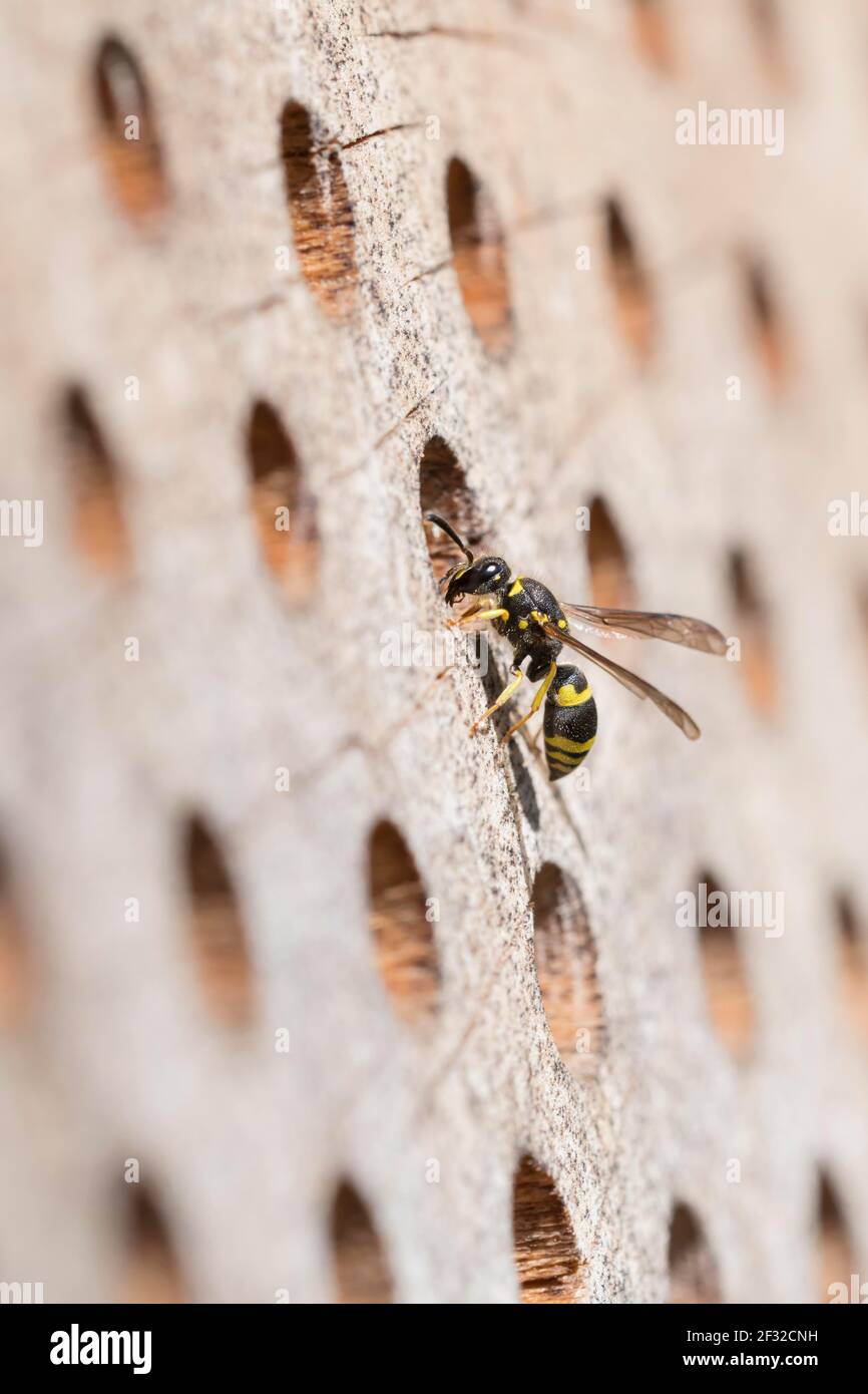 Wasp nesting site hi-res stock photography and images - Alamy