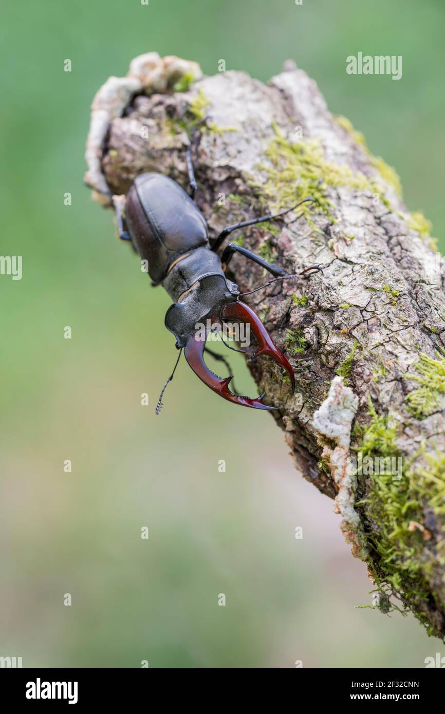 Stag darkling beetle hi-res stock photography and images - Alamy
