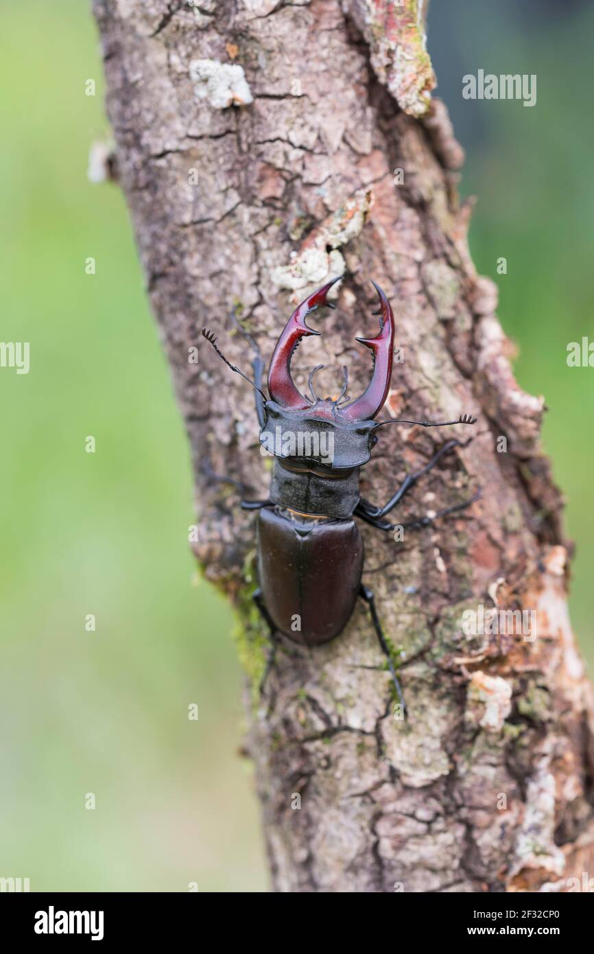 Stag darkling beetle hi-res stock photography and images - Alamy