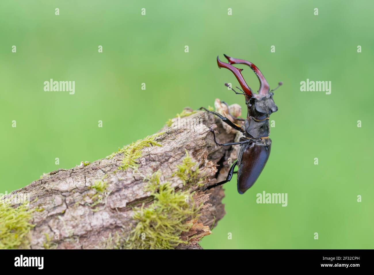 Stag darkling beetle hi-res stock photography and images - Alamy