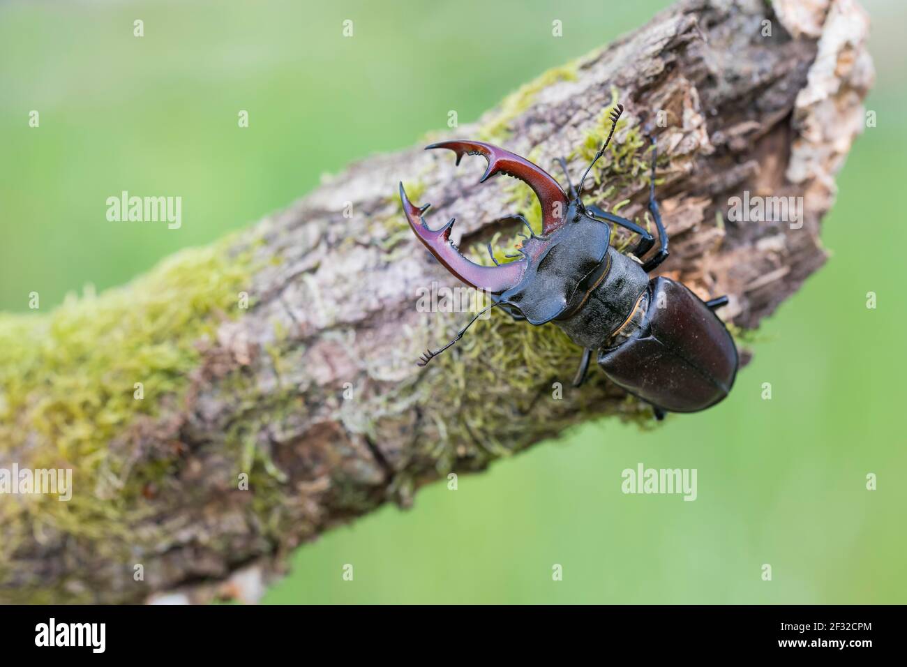 Stag darkling beetle hi-res stock photography and images - Alamy