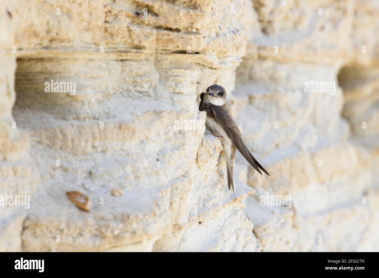 Sand Martin (Riparia riparia), on breeding wall, Lower Saxony, Germany ...