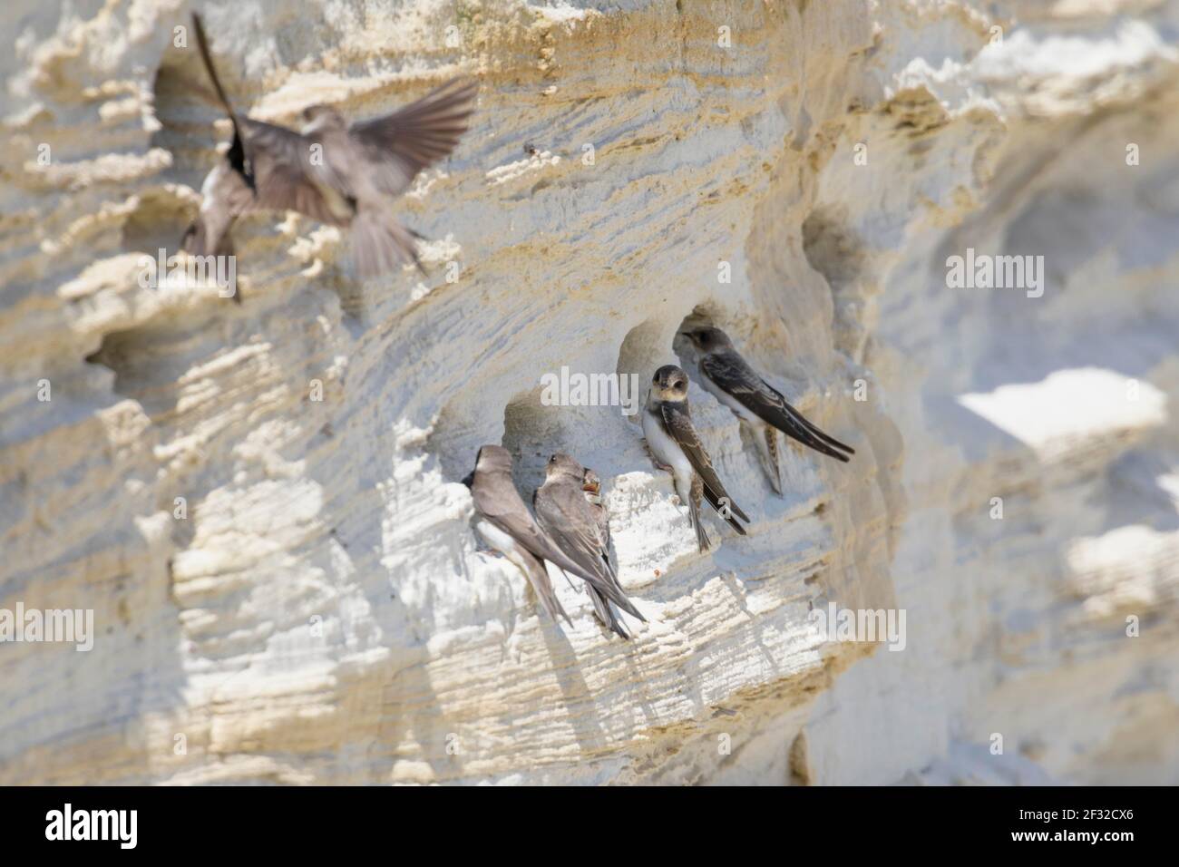 Sand Martin (Riparia riparia), on breeding wall, Lower Saxony, Germany ...