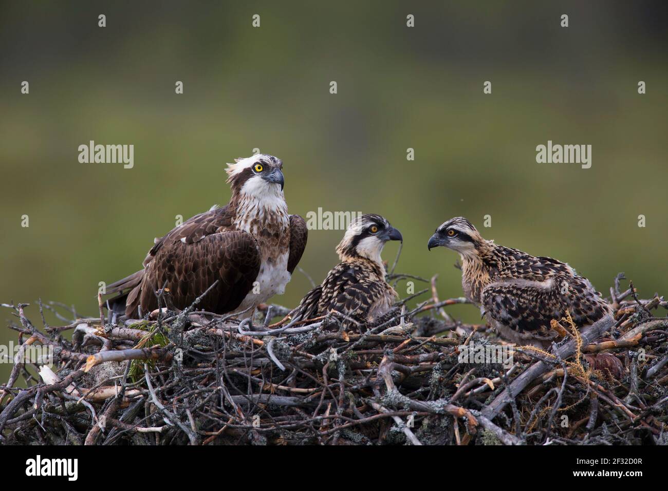 Juvenile osprey hi-res stock photography and images - Alamy